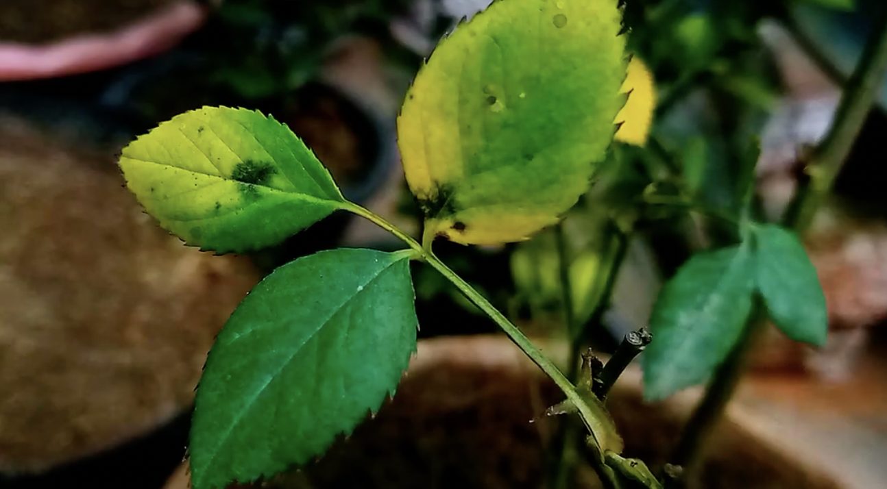 Come preparare l'ammorbidente in casa con 3 ingredienti | Ohga!