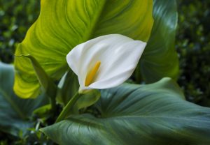 Calla: coltivazione, caratteristiche e cura | Ohga!