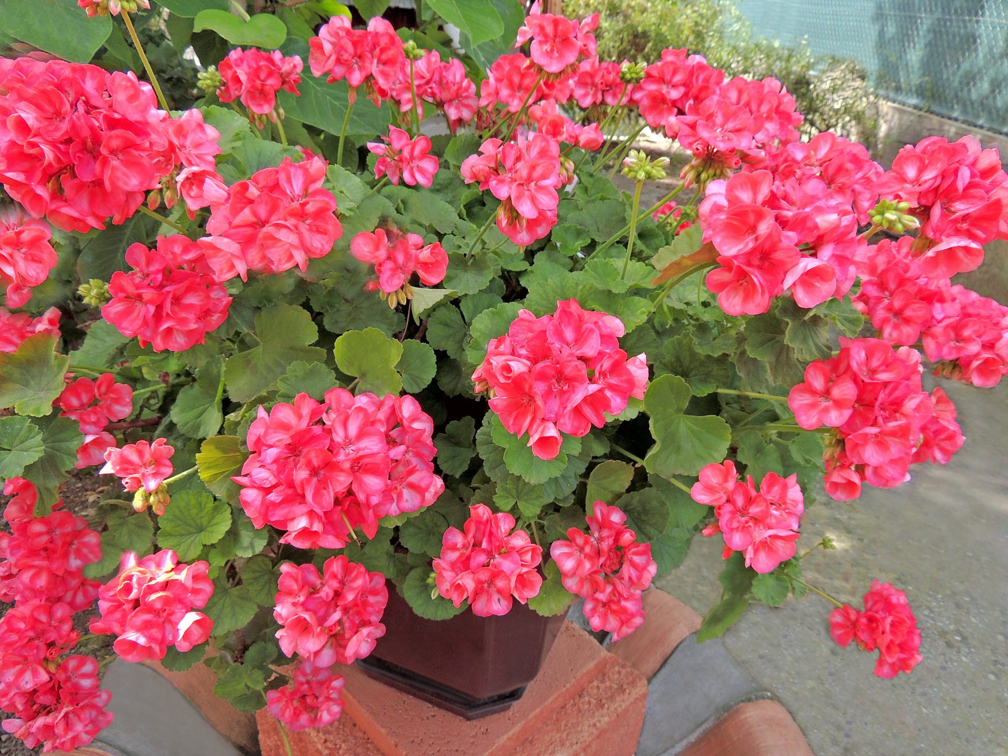 Come nutrire i gerani in primavera | Ohga!