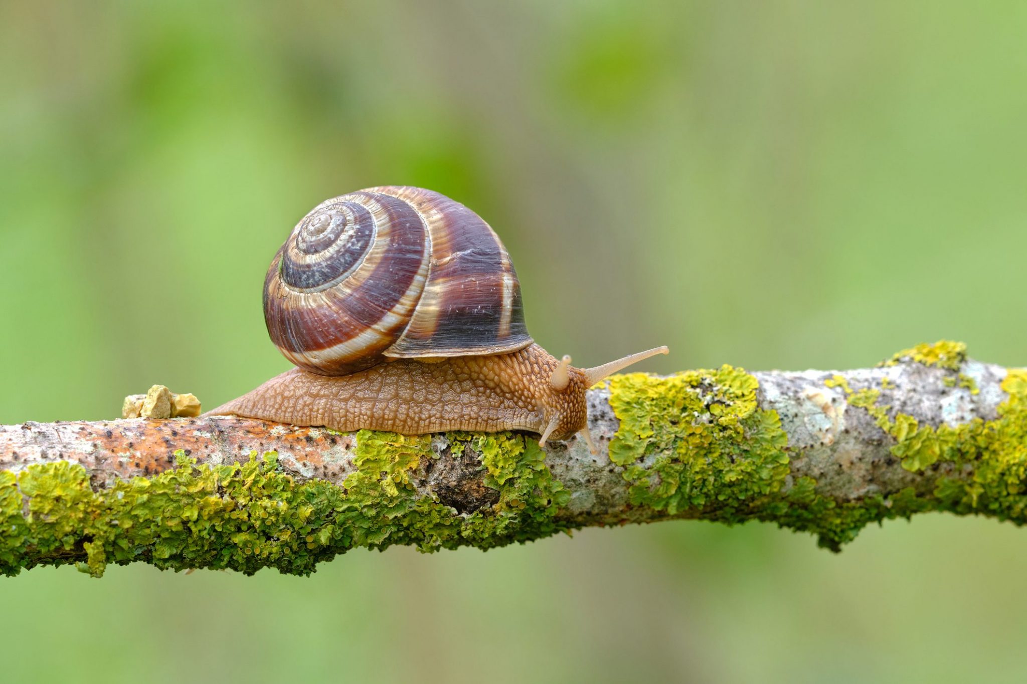Lumaca arborea polinesiana: reintrodotta in natura la specie di lumache ...