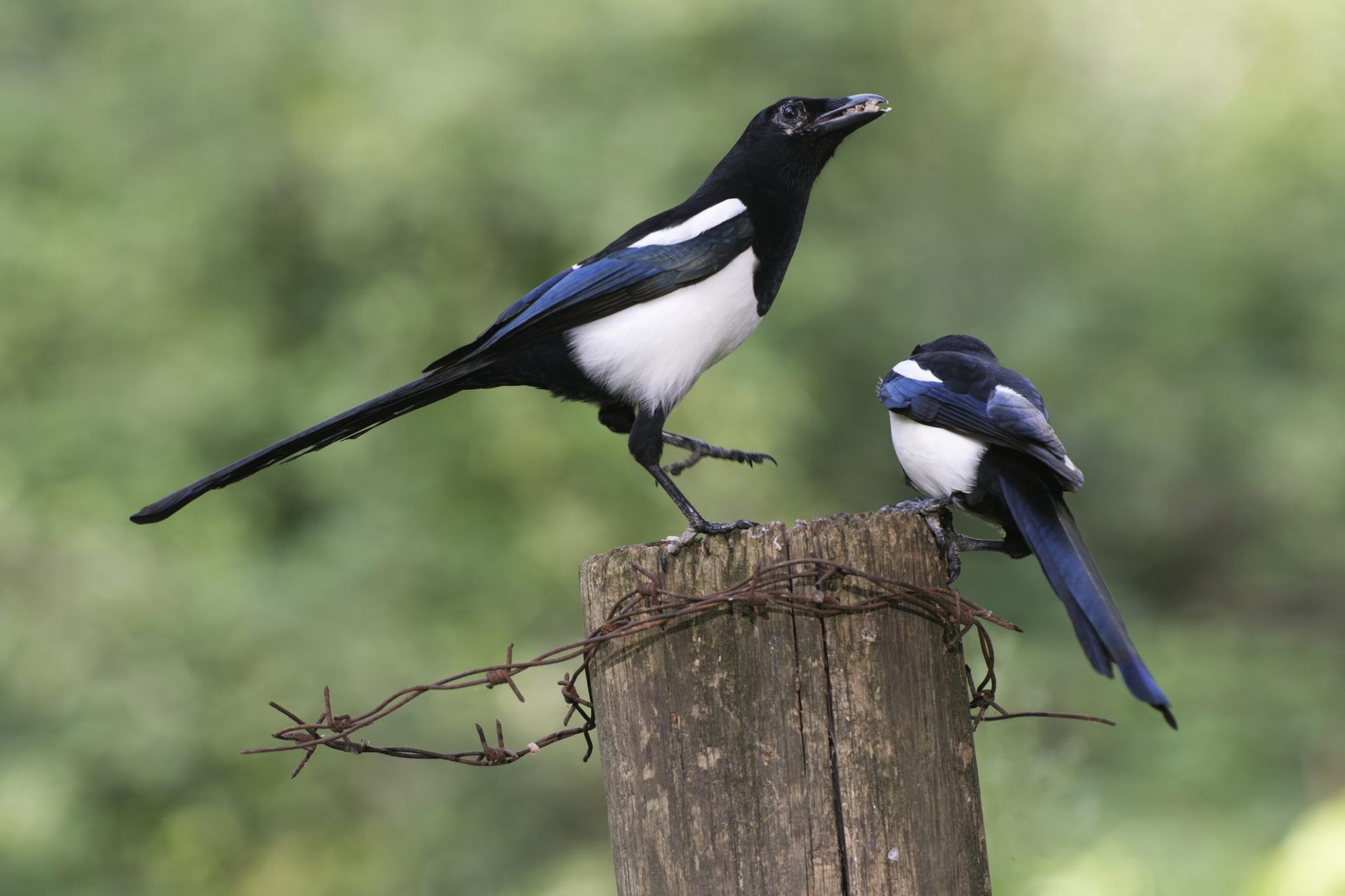 Perché trovi spesso una gazza ladra nel tuo giardino | Ohga!