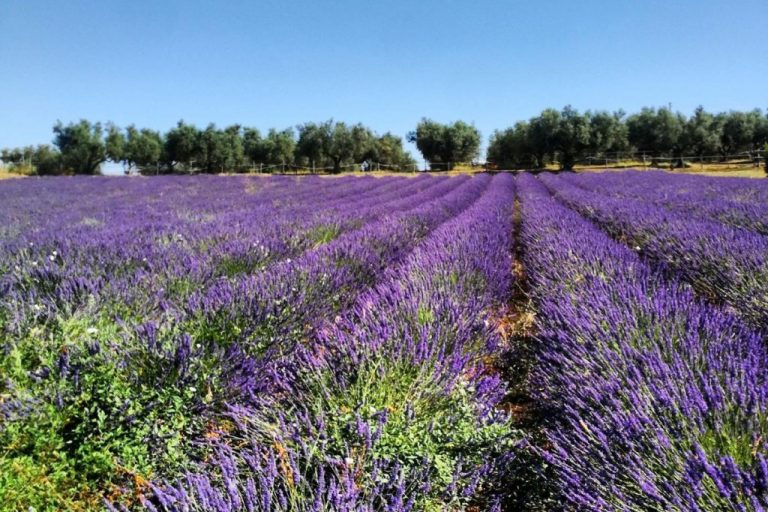 Borace: cos'è, a cosa serve e dove trovarlo | Ohga!