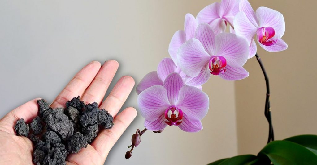 Rinvaso di un'orchidea: come farlo correttamente e quando farlo | Ohga!
