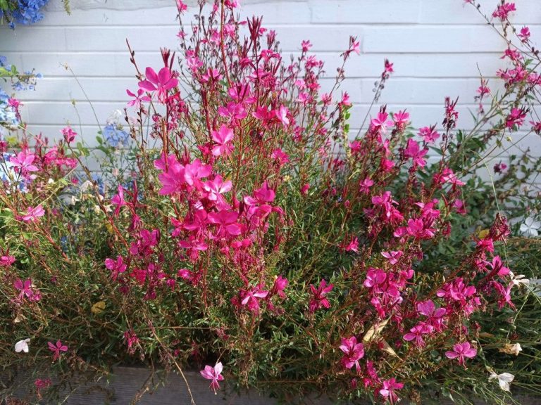 Gaura: le varietà, la coltivazione e gli abbinamenti | Ohga!