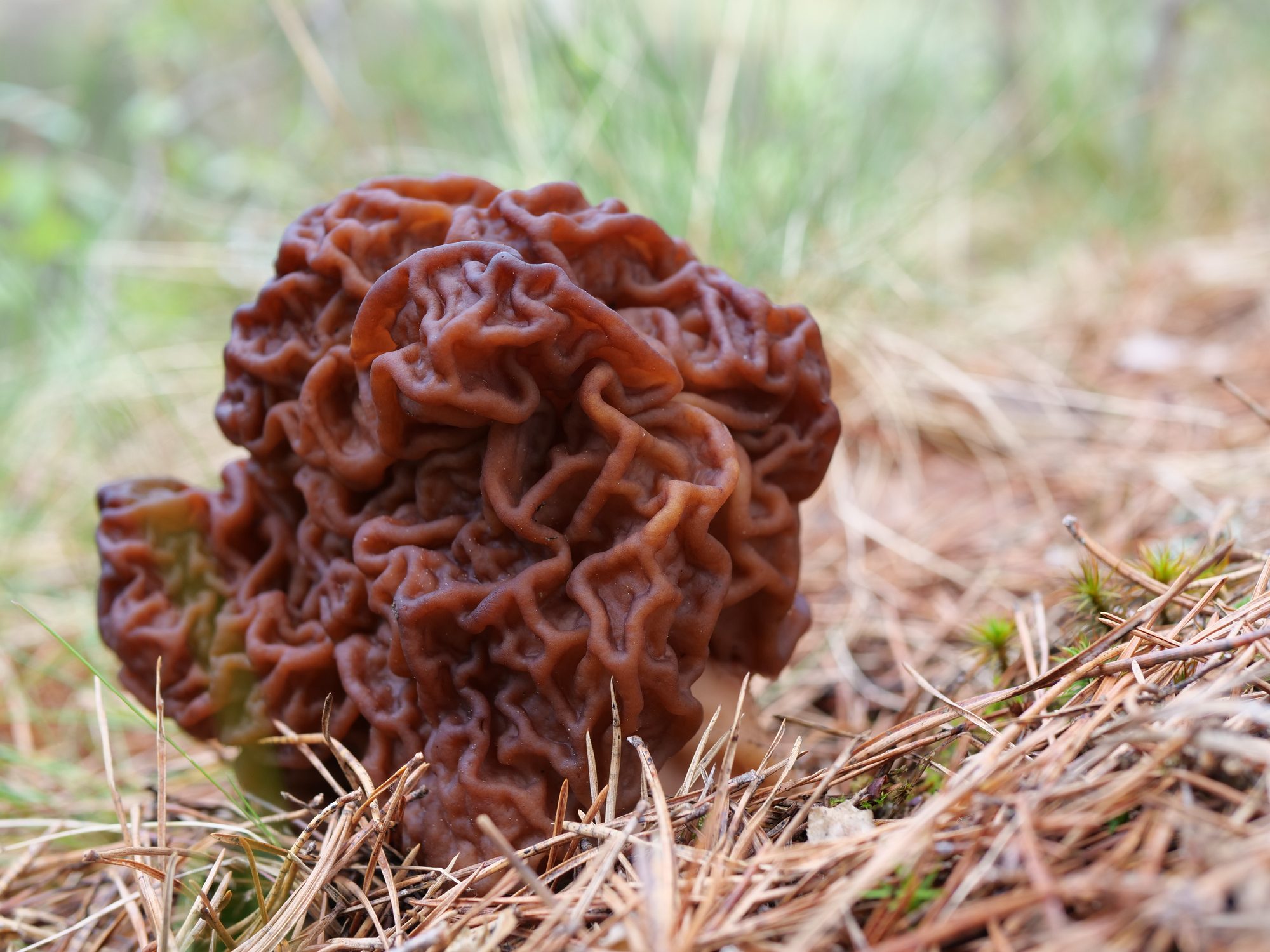 Funghi velenosi: come riconoscerli e distinguerli dai commestibili | Ohga!