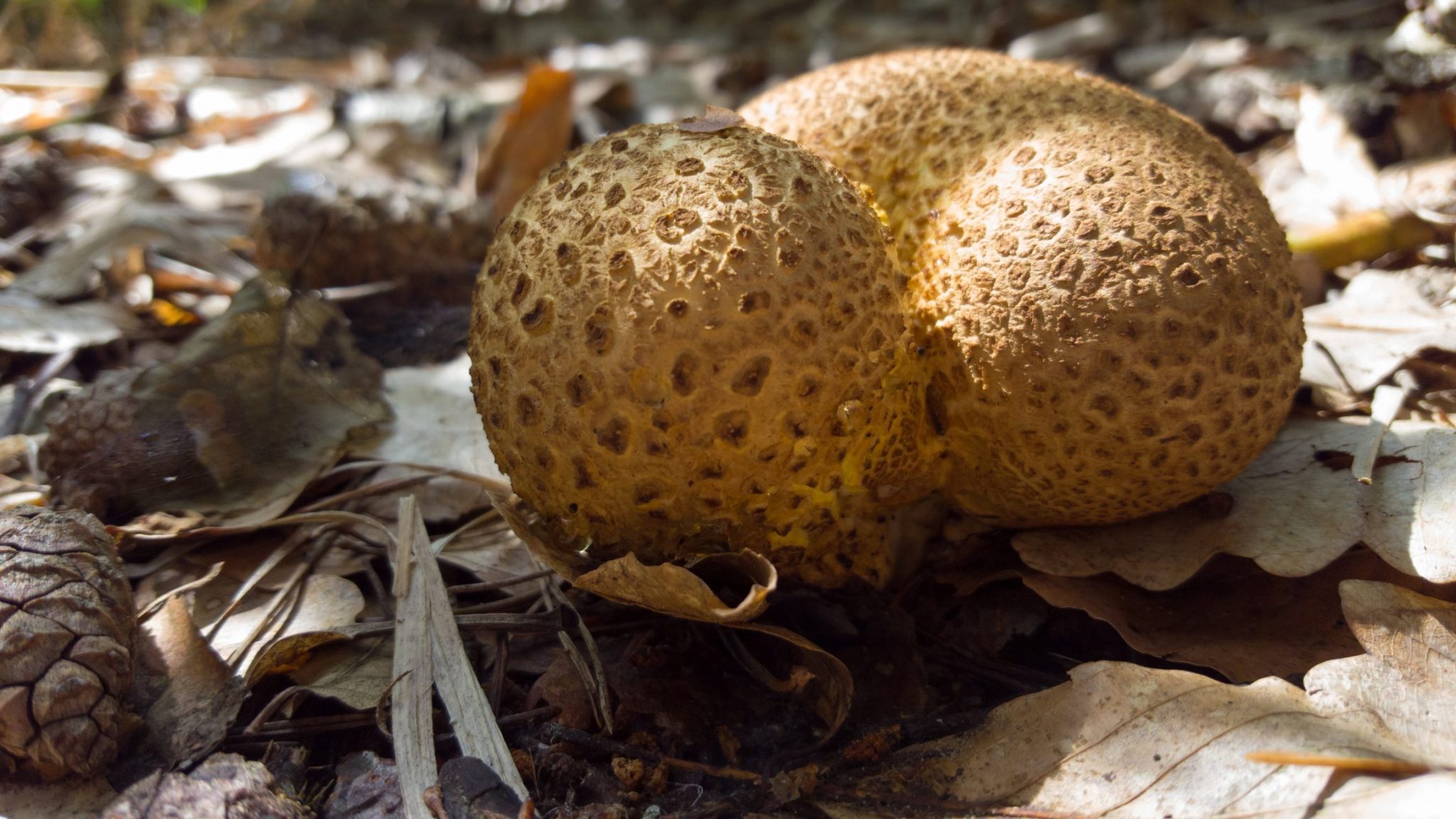 Funghi velenosi: come riconoscerli e distinguerli dai commestibili | Ohga!