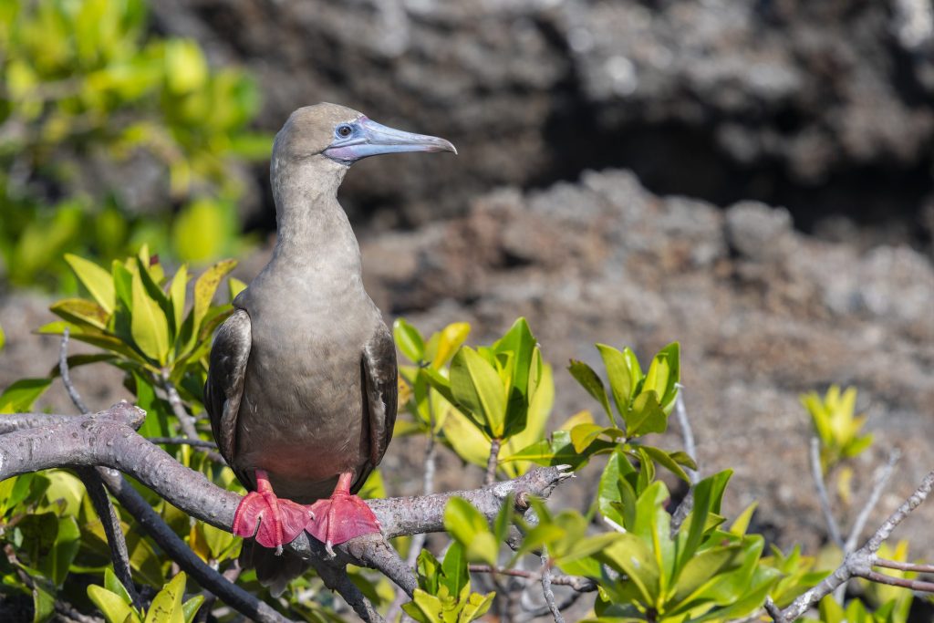 Uccelli tropicali avvistati nelle Isole Scilly: un segno dei ...
