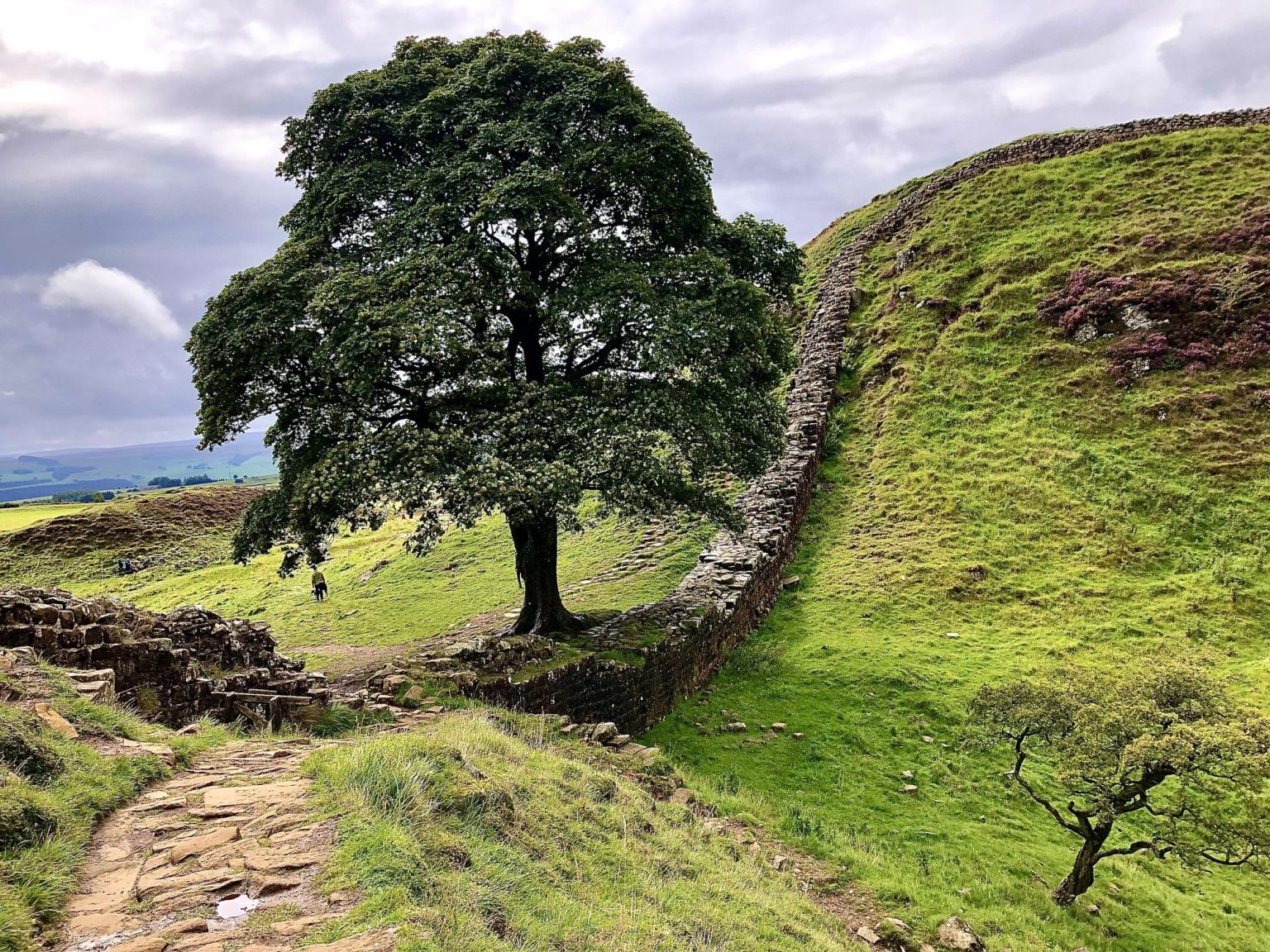Sycamore Gap Tree, l'albero iconico di Robin Hood, abbattuto da un atto ...