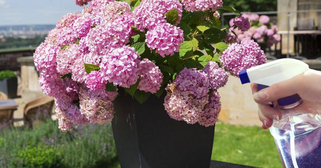 Come coltivare la Kalanchoe: la pianta grassa piccola e colorata | Ohga!