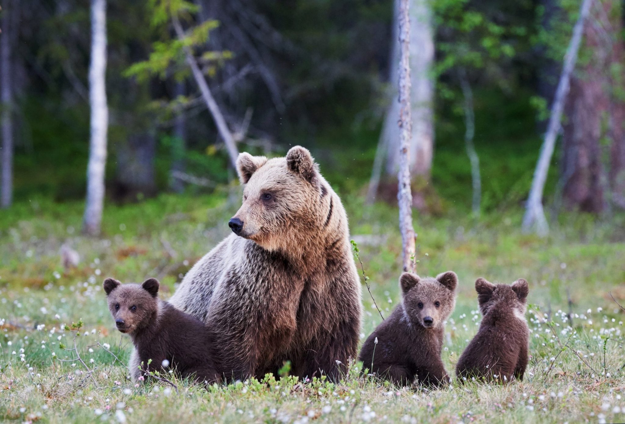 una-foresta-per-amarena-60-alberi-da-frutto-per-sfamare-i-cuccioli