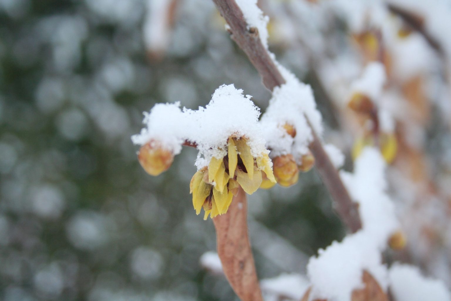 Calicanto d'inverno: caratteristiche e come coltivarlo | Ohga!