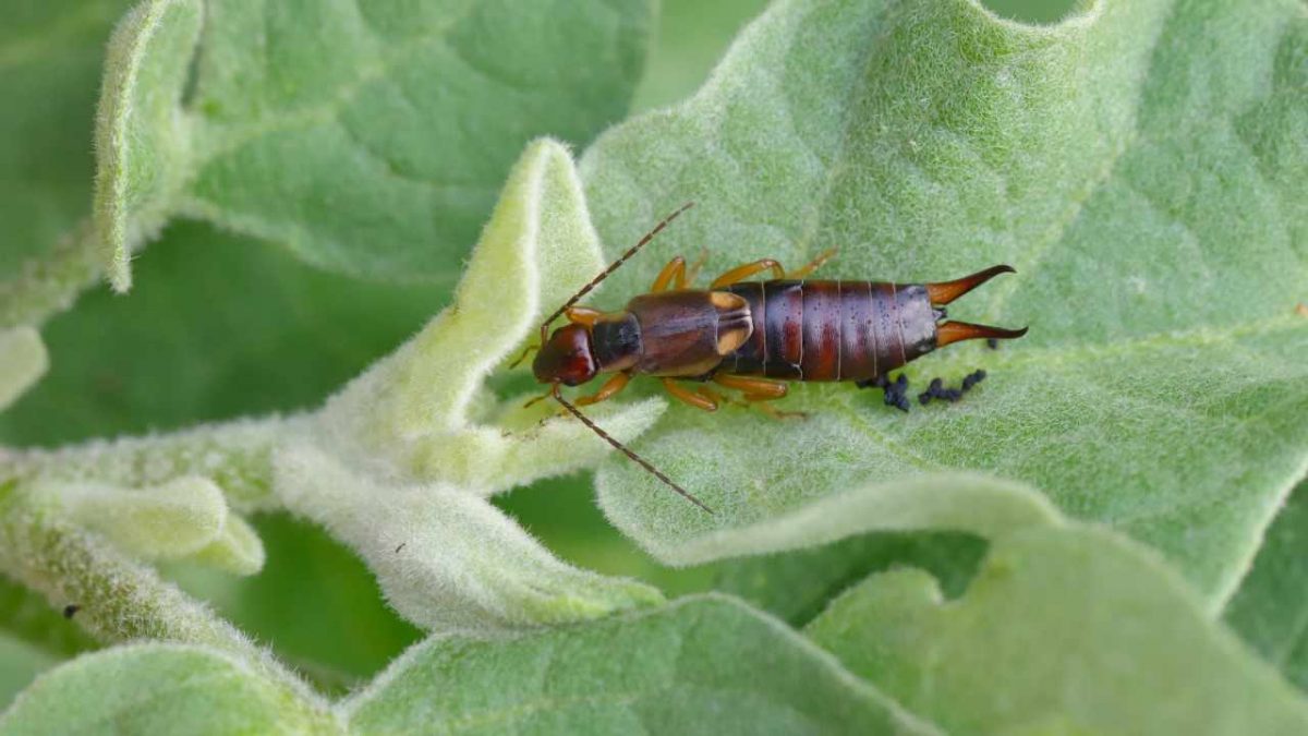 come allontanare gli insetti forbice da casa e per quale motivo li ...