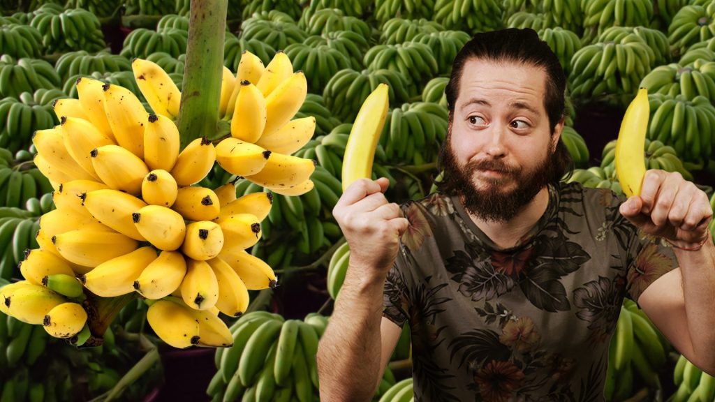 Il destino incerto delle banane Cavendish: i cloni sterili che dominano ...