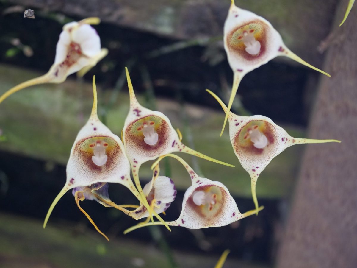 Orchidea scimmia cos'è, qual è il significato del nome e come ...