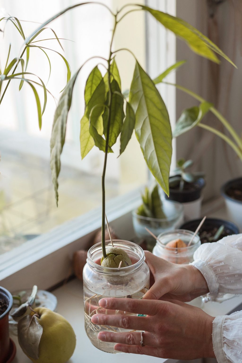 Come piantare l'avocado dal seme e come prendersene cura | Ohga!