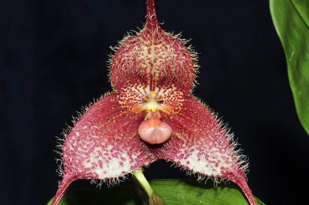 Orchidea scimmia cos'è, qual è il significato del nome e come ...