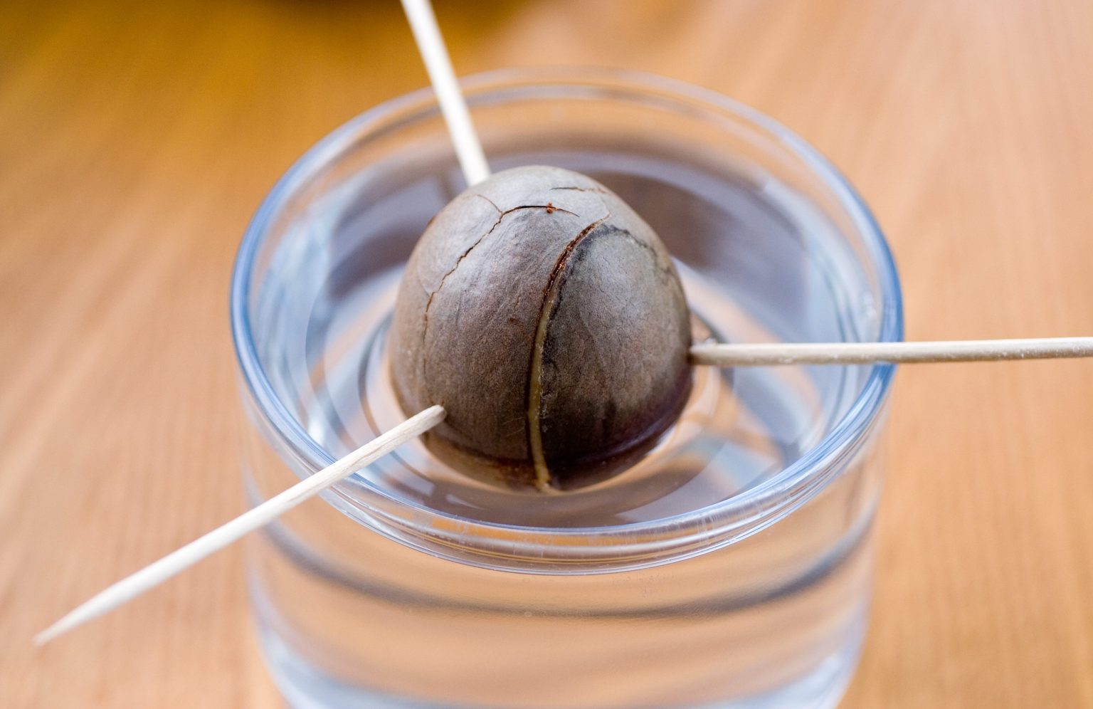 Come piantare l'avocado dal seme e come prendersene cura | Ohga!