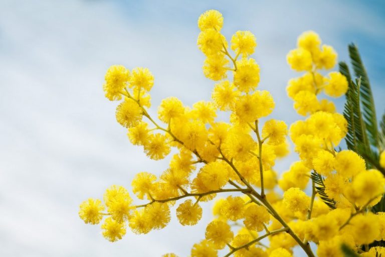 Come coltivare la mimosa in giardino: caratteristiche, cura e potatura ...