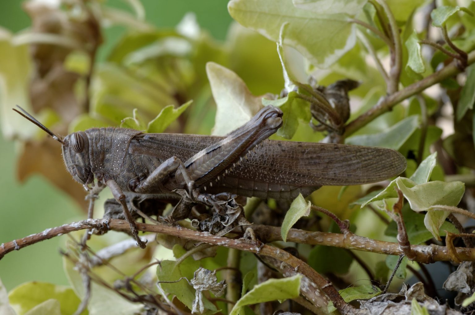 la locusta egiziana: come allontanarla senza farle del male | Ohga!