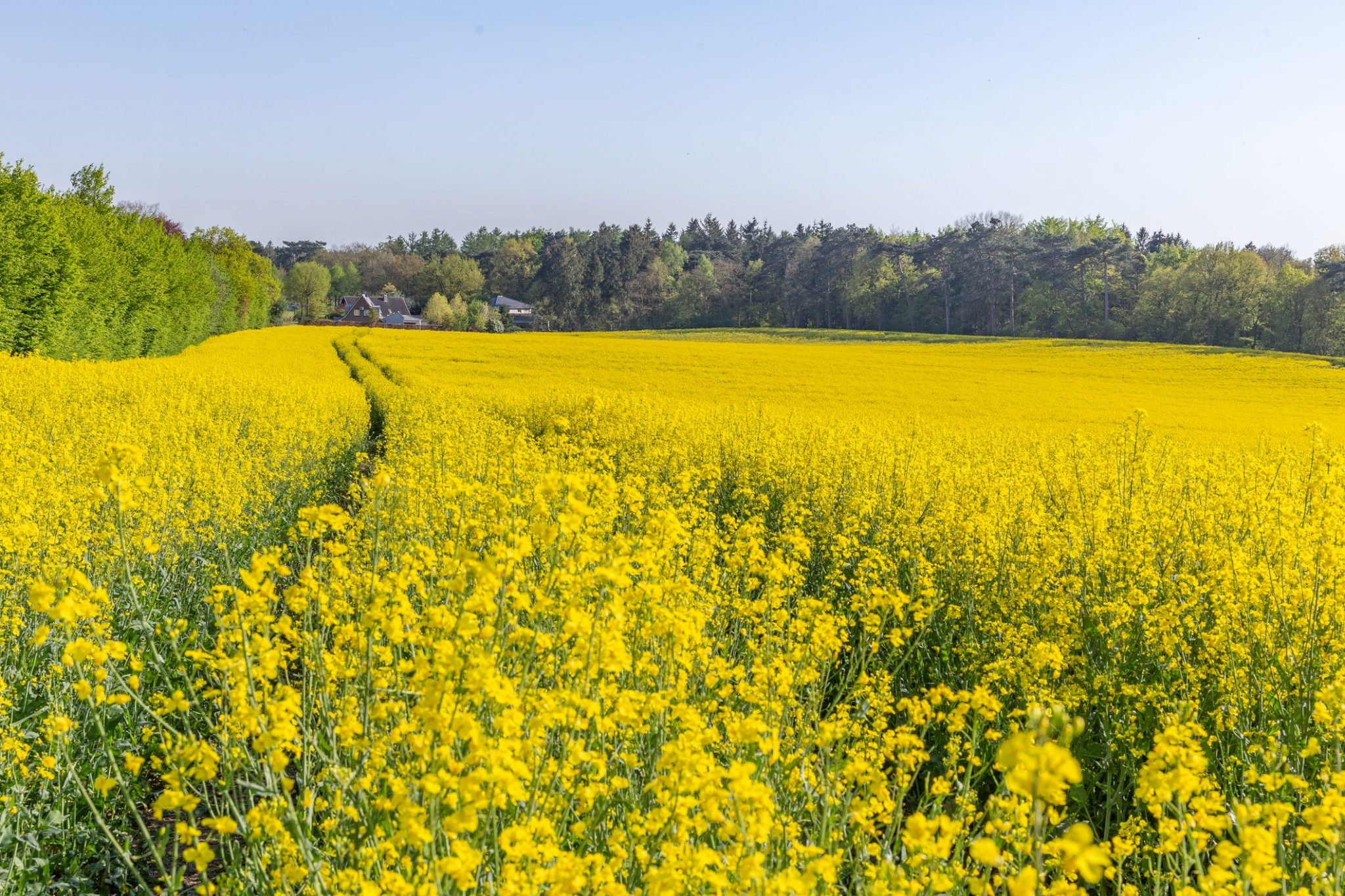 Hai visto dei fiori gialli nei campi ad aprile? Cosa sono e perché ...