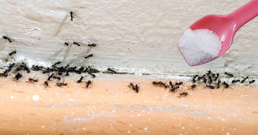 Borace: cos'è, a cosa serve e dove trovarlo | Ohga!