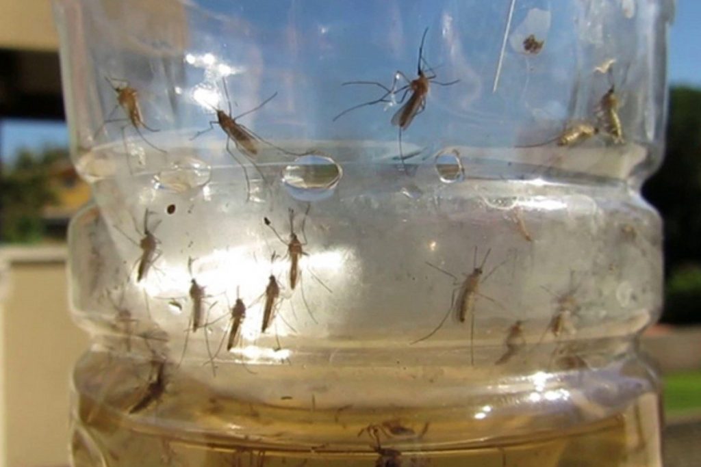 Come fare una trappola per insetti con la bottiglia | Ohga!