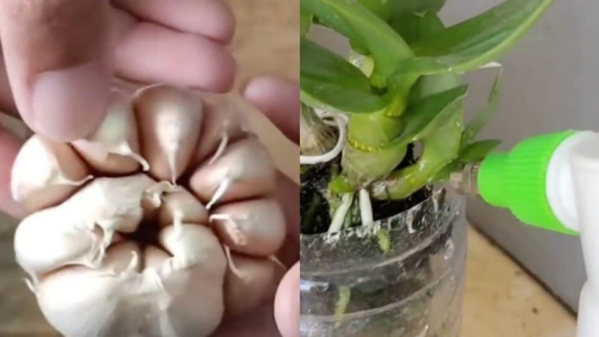 Come allontanare insetti e parassiti dalla pianta di limoni: soluzioni naturali e efficaci | Ohga!