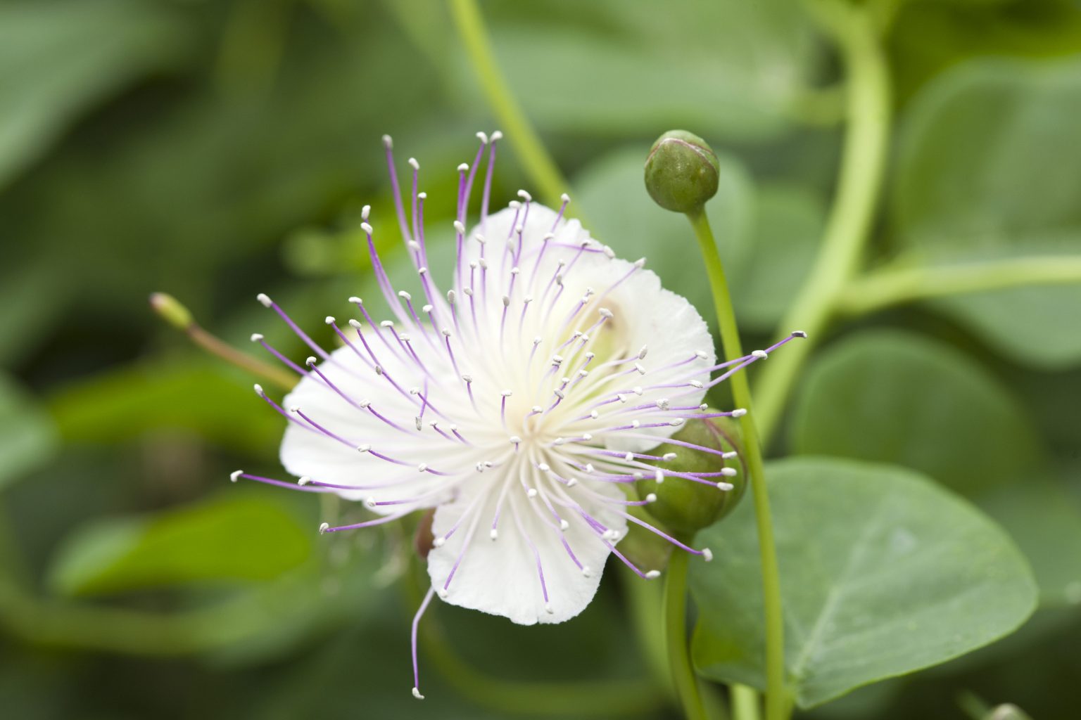 Carruba: le proprietà, i valori nutrizionali e come si mangia | Ohga!