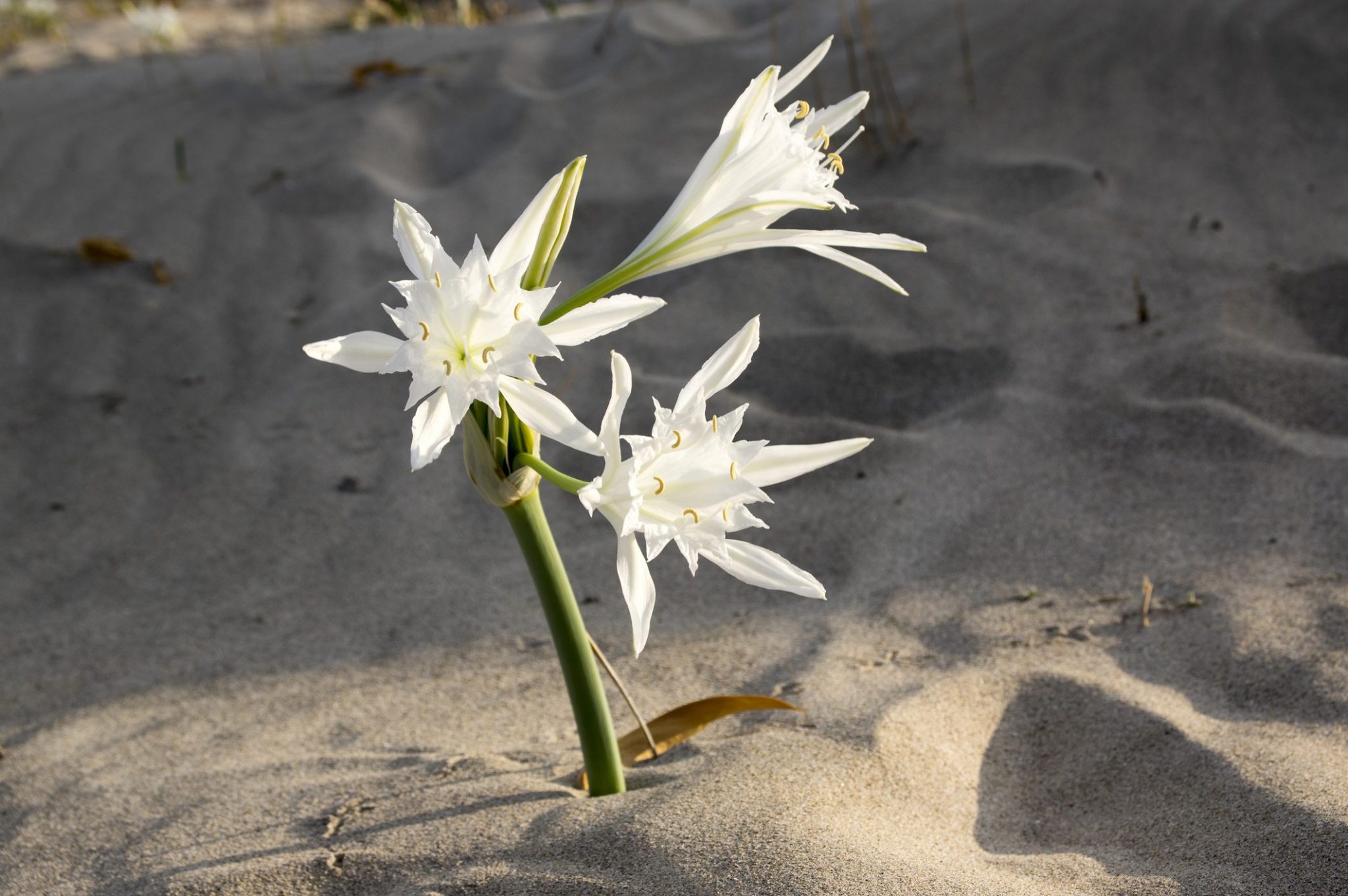 Cos'è il Giglio di Mare, il fiore che sboccia anche sulla sabbia | Ohga!