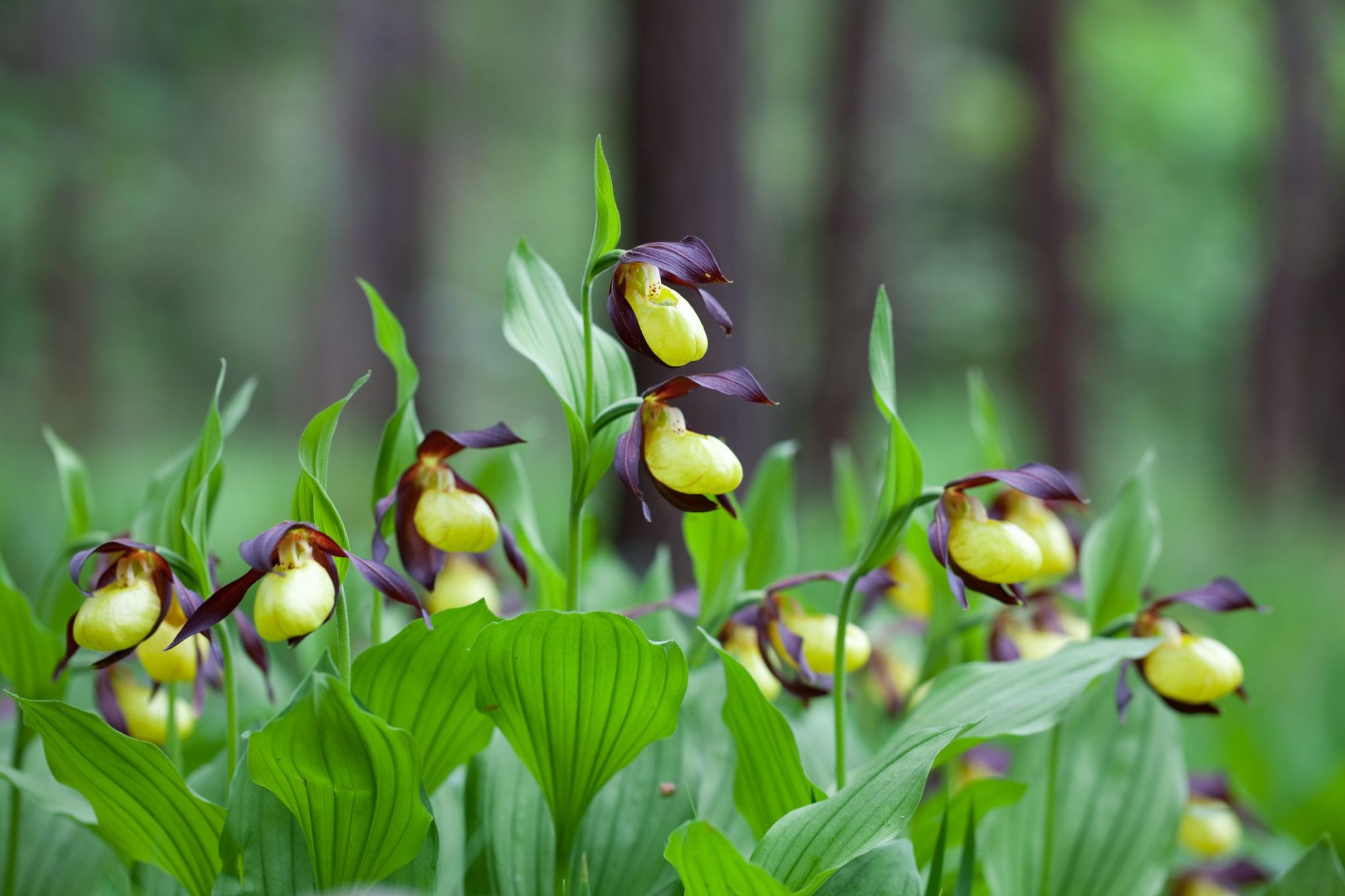Come coltivare e curare la scarpetta di Venere: l'orchidea più rara d ...