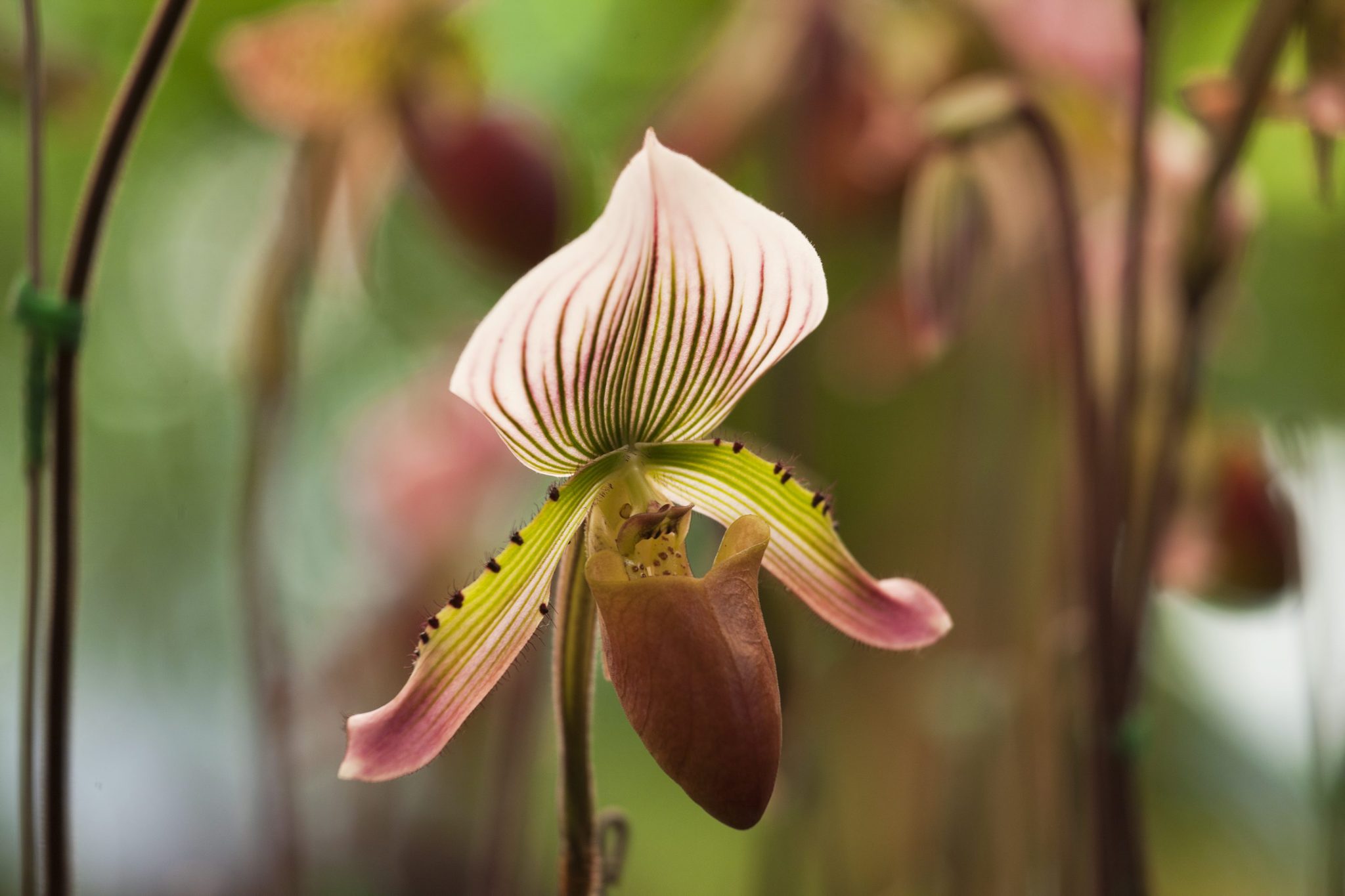 Come coltivare e curare la scarpetta di Venere: l'orchidea più rara d ...