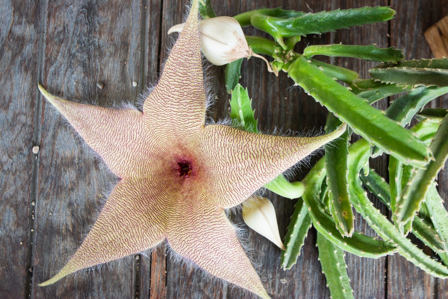 I 7 fiori più puzzolenti del mondo: perché emanano cattivi odori e dove ...