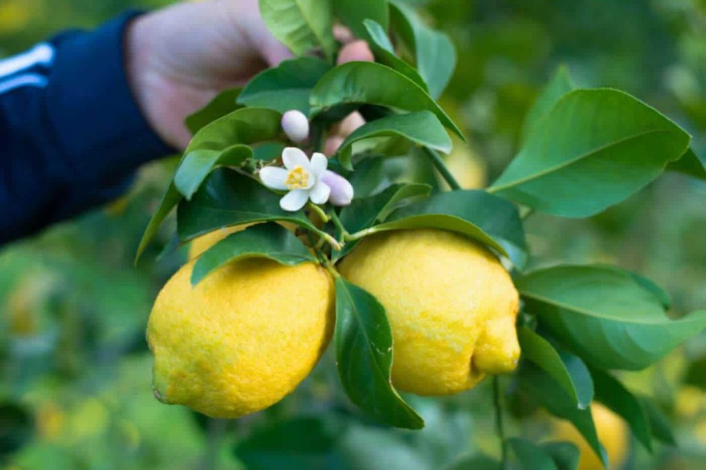 Come coltivare un limone in tazza: guida completa per iniziare | Ohga!