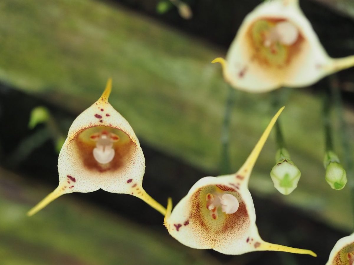 I 10 fiori più strani e belli che potresti avere in giardino | Ohga!