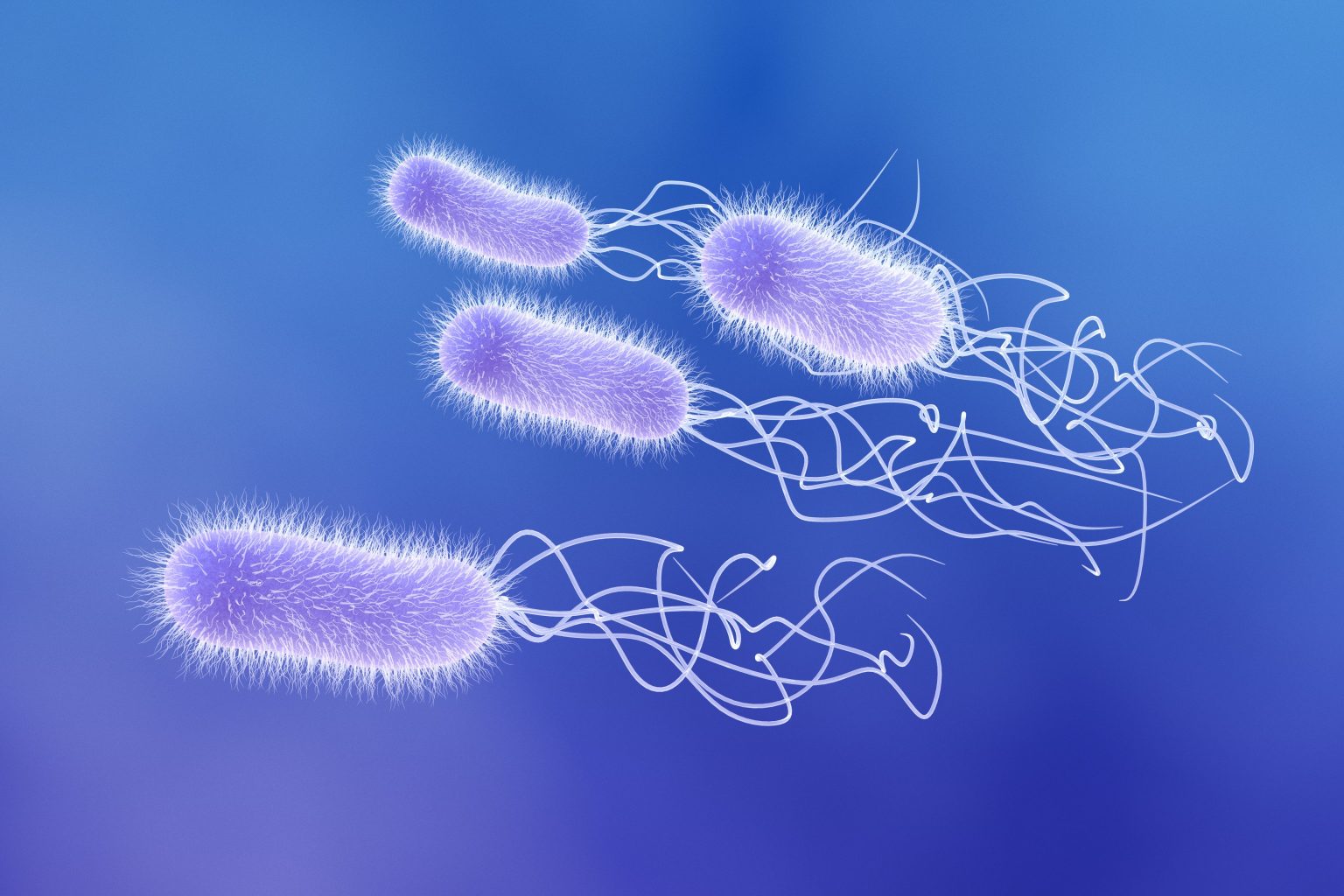 Escherichia coli: cos'è, sintomi e come prevenirlo | Ohga!