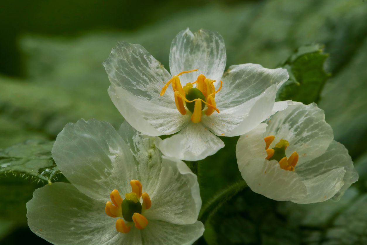 I 10 fiori più strani e belli che potresti avere in giardino | Ohga!