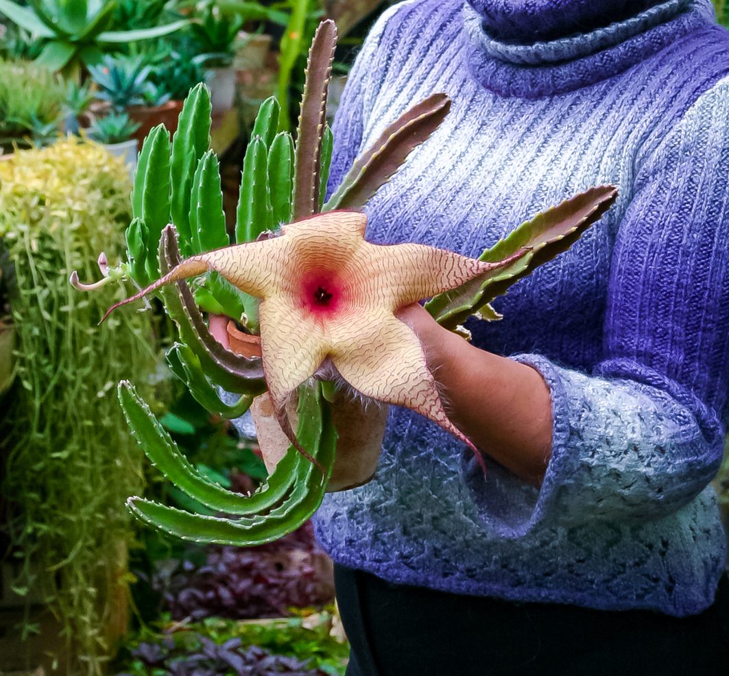 I 10 fiori più strani e belli che potresti avere in giardino | Ohga!
