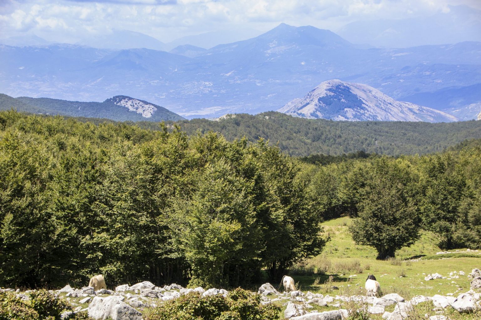 Le 10 foreste più belle d'Italia | Ohga!
