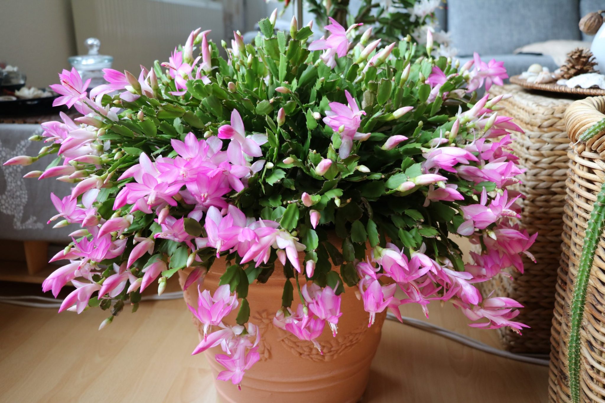 Come propagare il Cactus di Natale | Ohga!