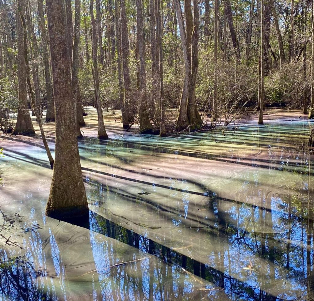 La palude arcobaleno che sembra fatata: dove si trova e come nasce ...