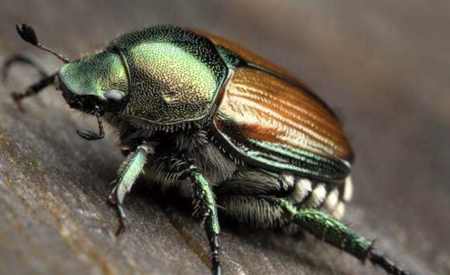 Come riconoscere e combattere lo scarabeo giapponese (Popillia japonica ...